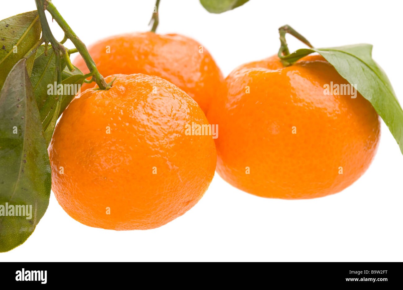 three tangerines macro isolated on white background Stock Photo - Alamy