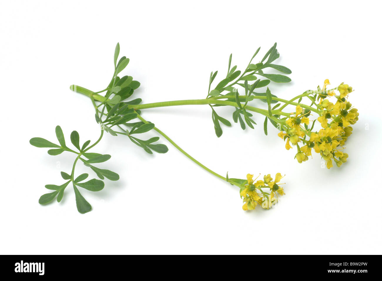 Medicinal plant Weinraute wine rue common rue ruta graveolens Stock ...