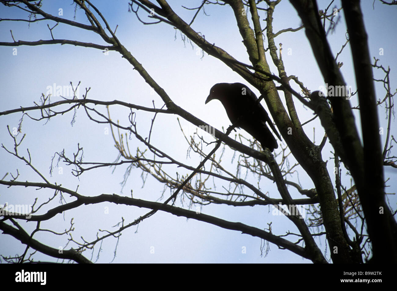 Carrion crow in tree with wintry sky Stock Photo - Alamy