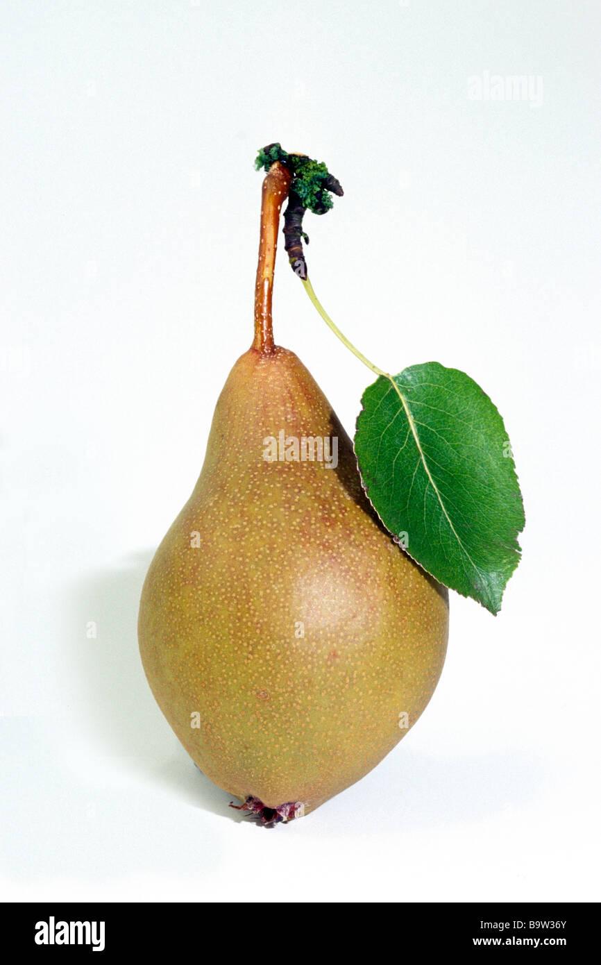Common Pear, European Pear (Pyrus communis) variety: Boscs ...