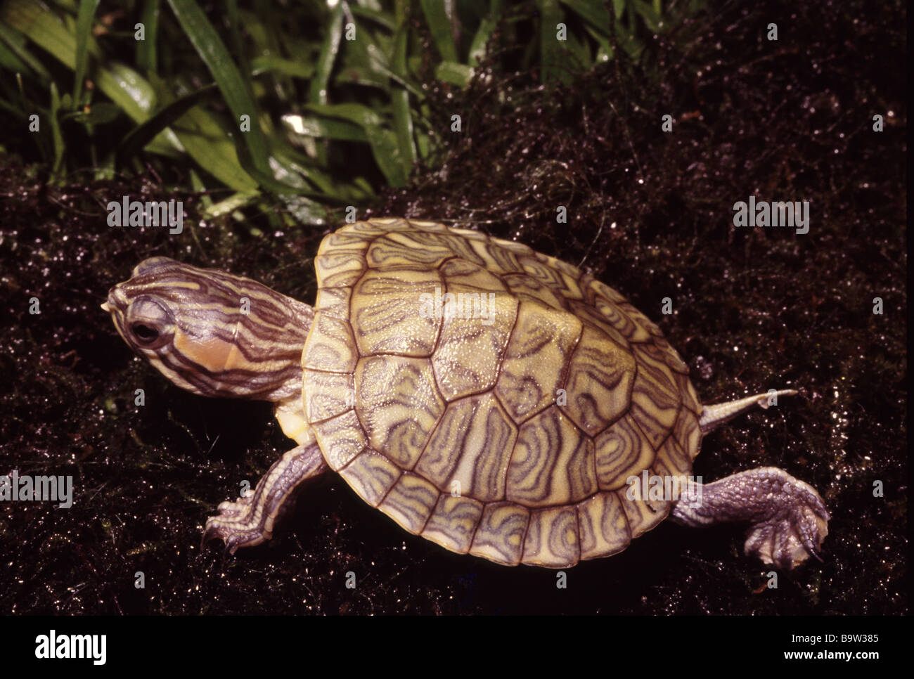 Chrysemys scripta elegans hi-res stock photography and images - Alamy