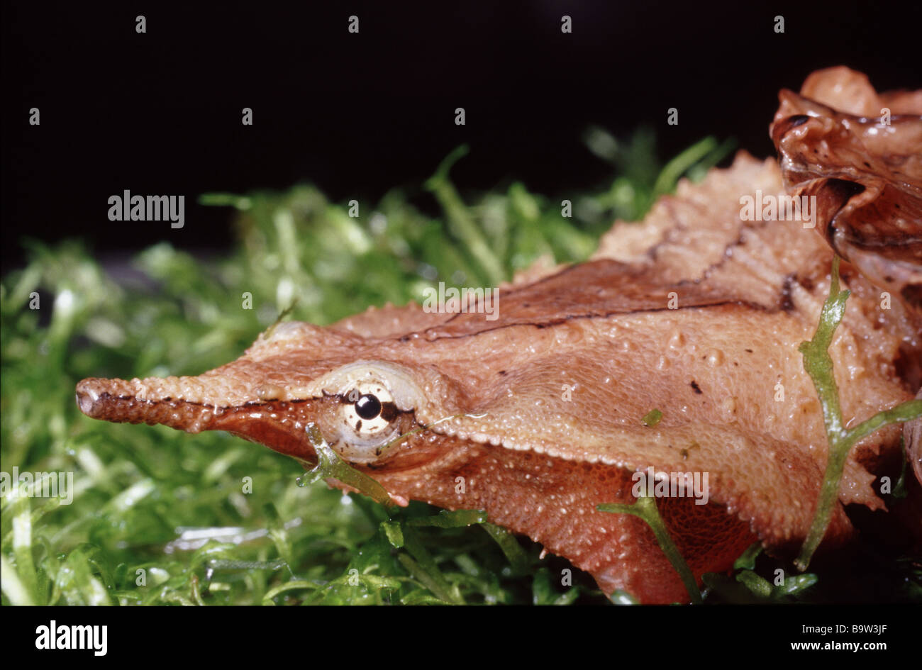 Chelidae hi-res stock photography and images - Alamy