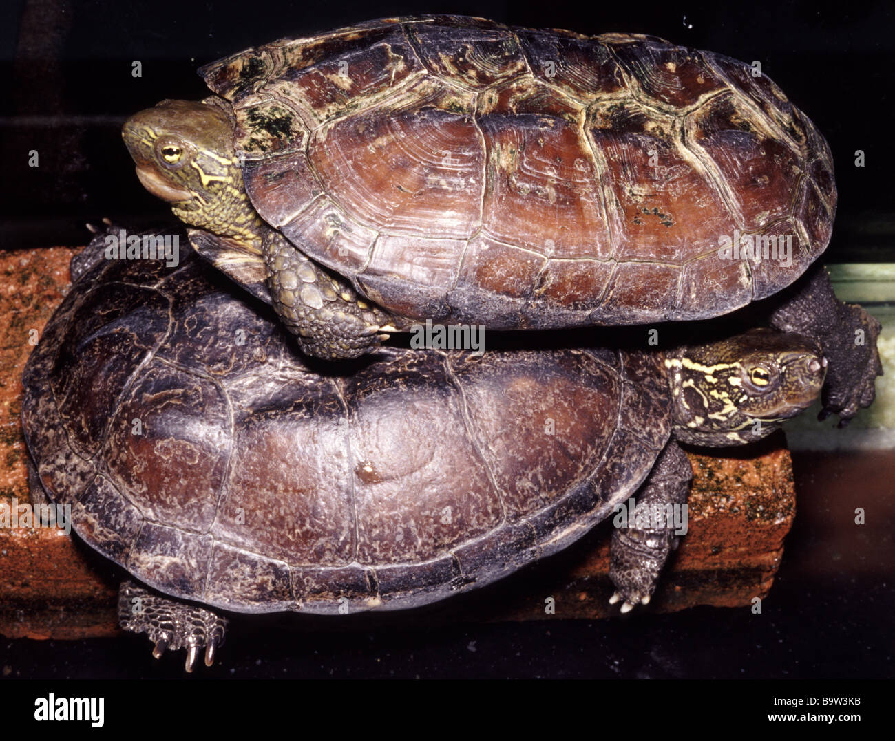 Batagurinae hi-res stock photography and images - Alamy