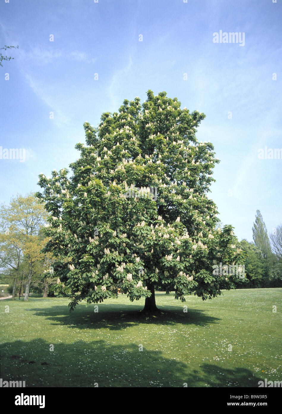 Steed spanish chestnut tree hi-res stock photography and images - Alamy