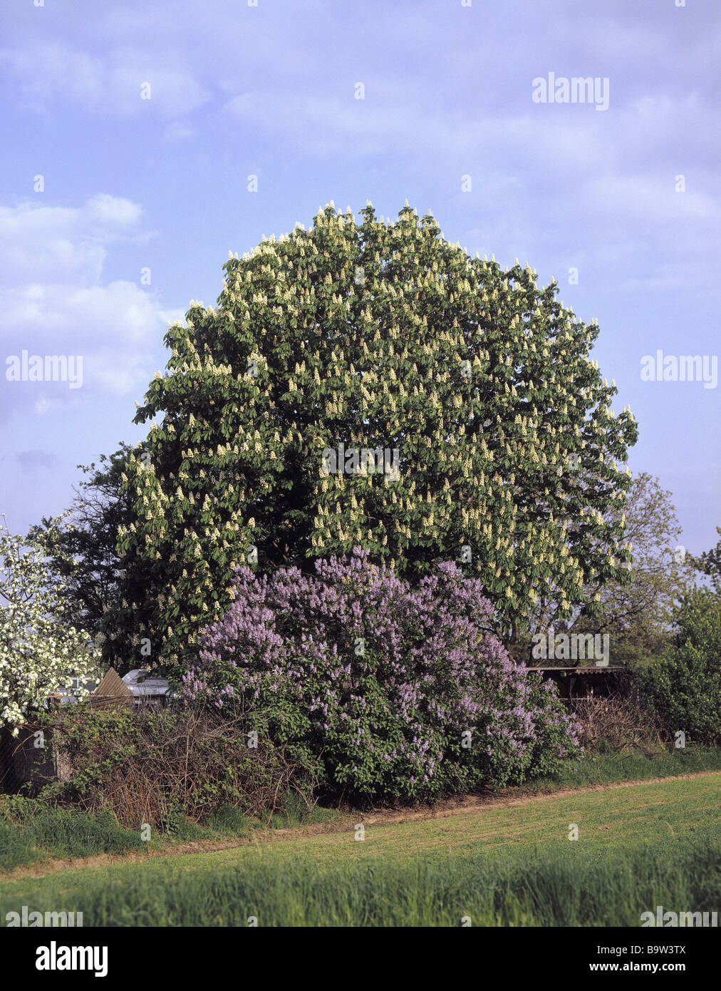 Steed spanish chestnut tree hi-res stock photography and images - Alamy