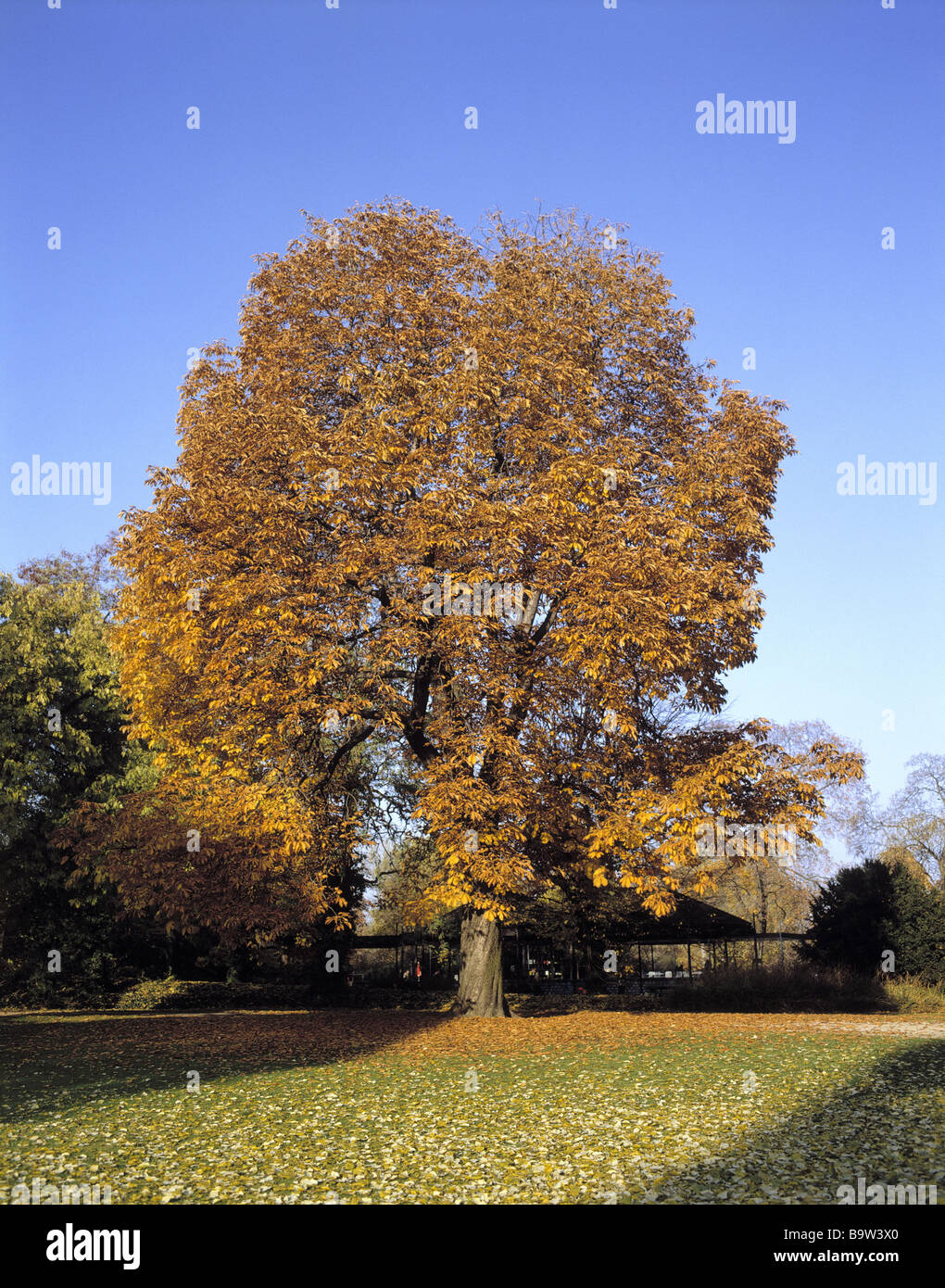 Steed spanish chestnut tree hi-res stock photography and images - Alamy