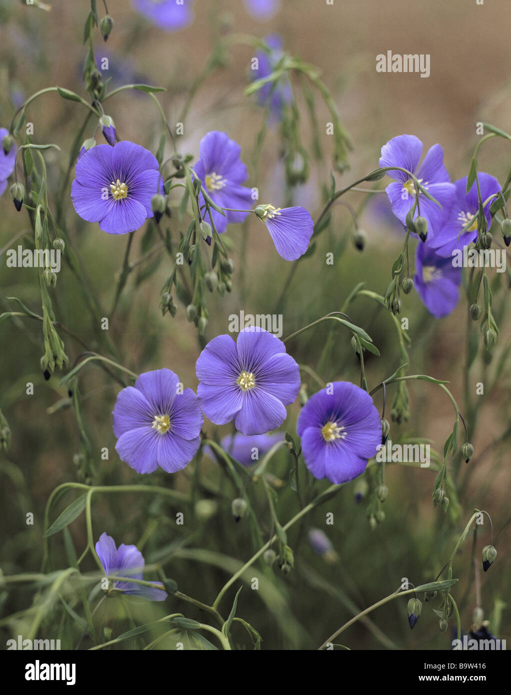 Dauer lein hi-res stock photography and images - Alamy
