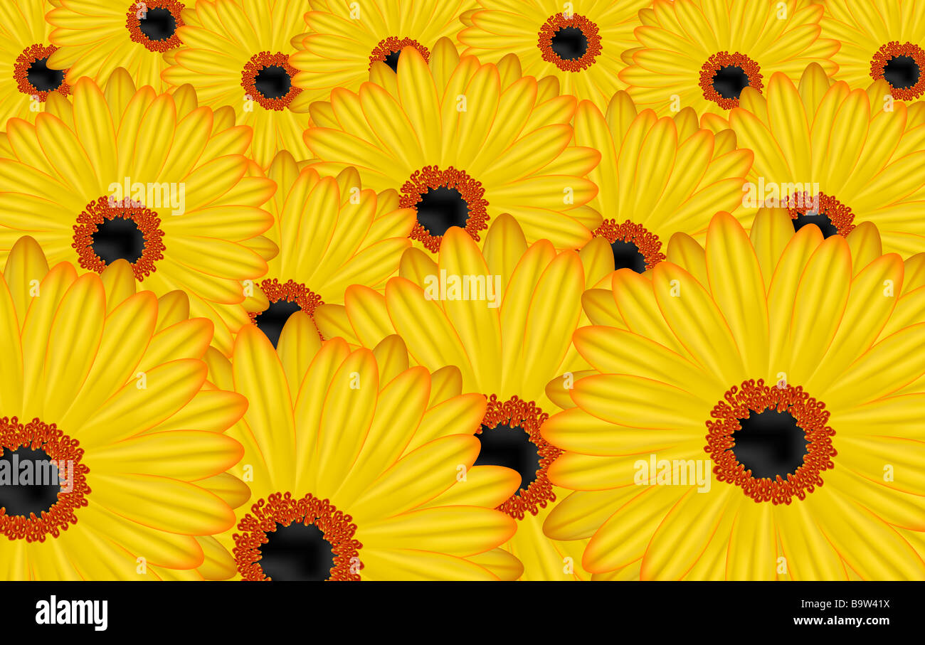 Round yellow blooms hi-res stock photography and images - Alamy