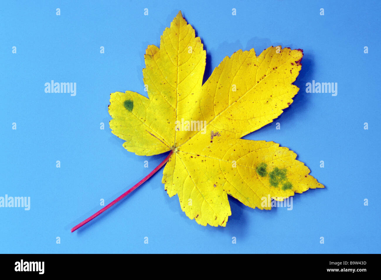 Tree cut out hi-res stock photography and images - Alamy