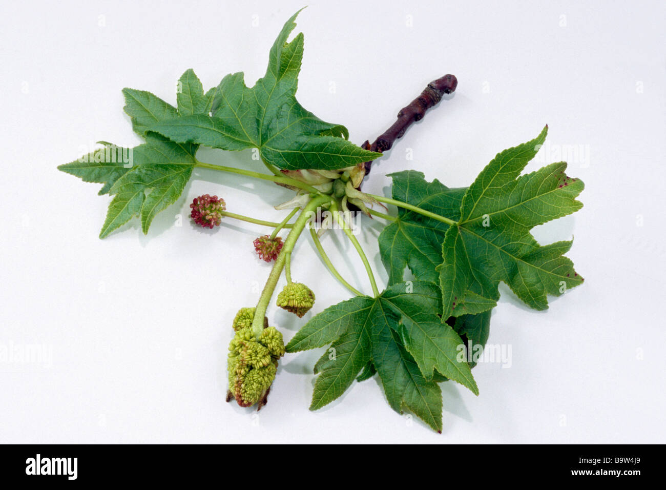 Oriental Sweetgum, Turkish Sweetgum (Liquidambar orientalis) twig with ...