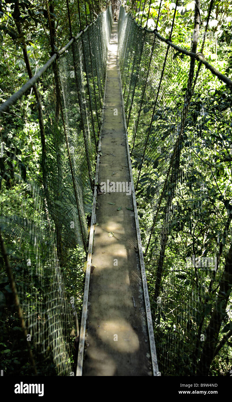 Rainforest bridges walkway hi-res stock photography and images - Alamy