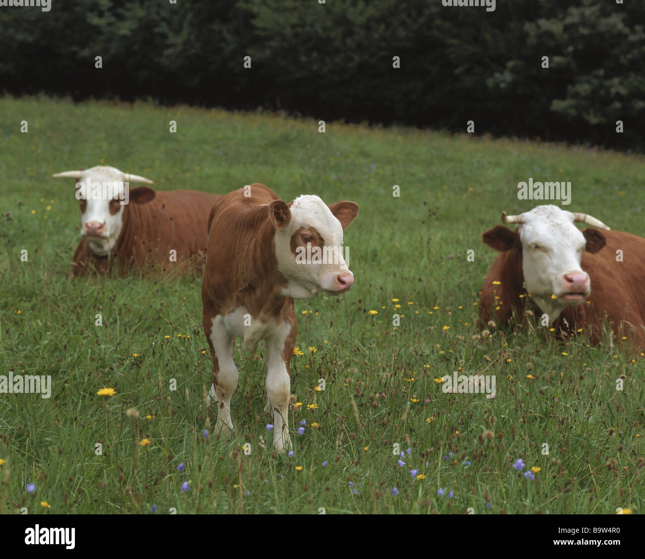 Simmental Cows And Calves High Resolution Stock Photography and Images ...