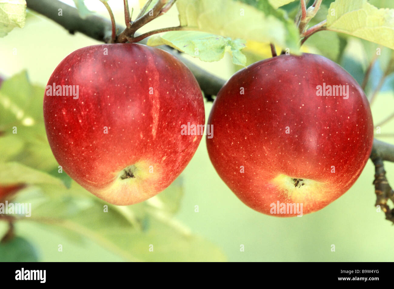 Adams apple hi-res stock photography and images - Alamy