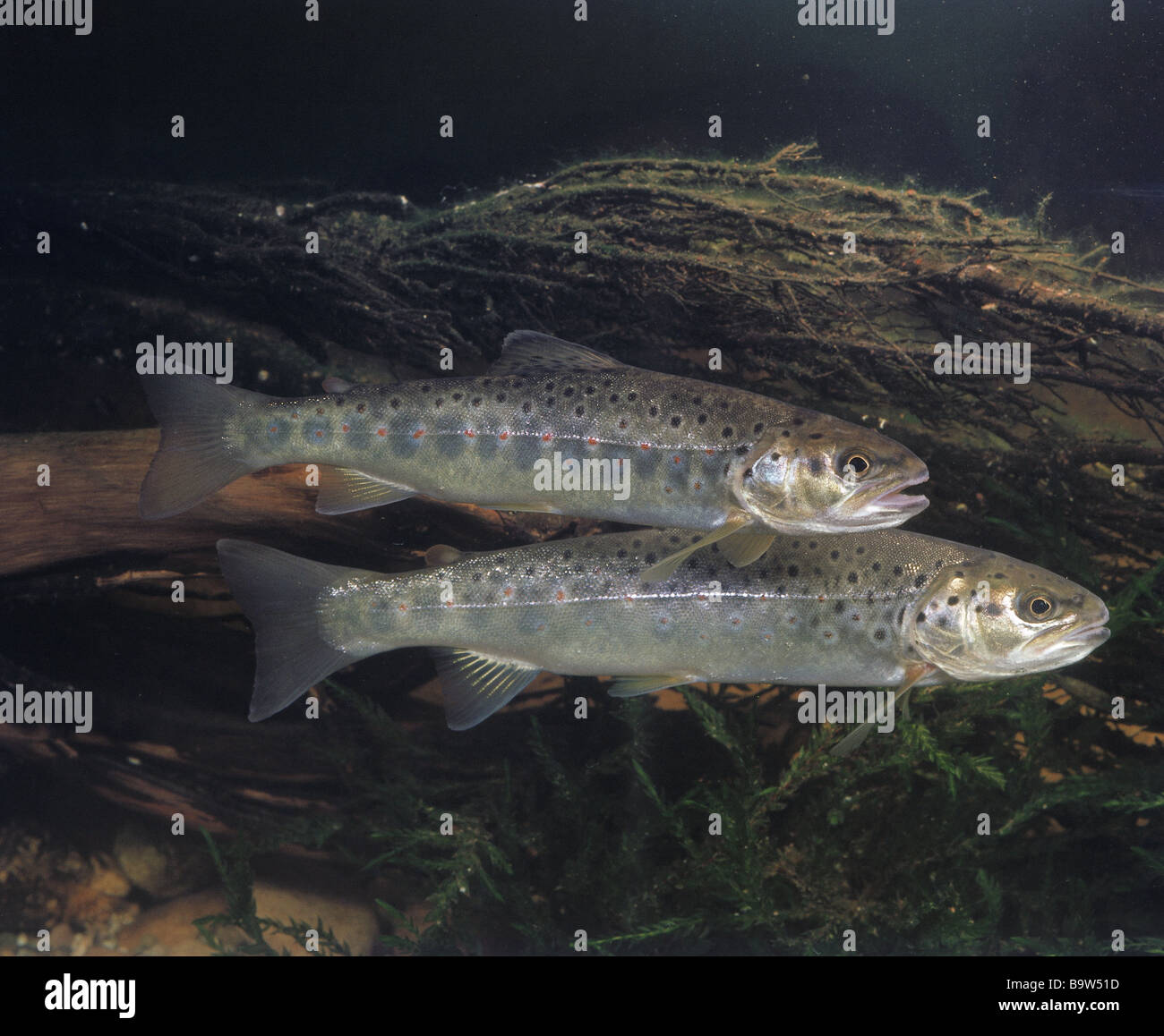 Trouts swimming underwater river hi-res stock photography and images ...