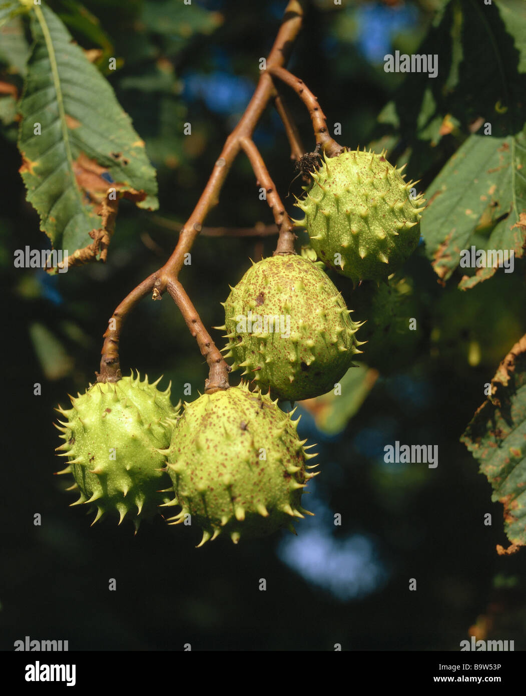 Steed spanish chestnut tree hi-res stock photography and images - Alamy