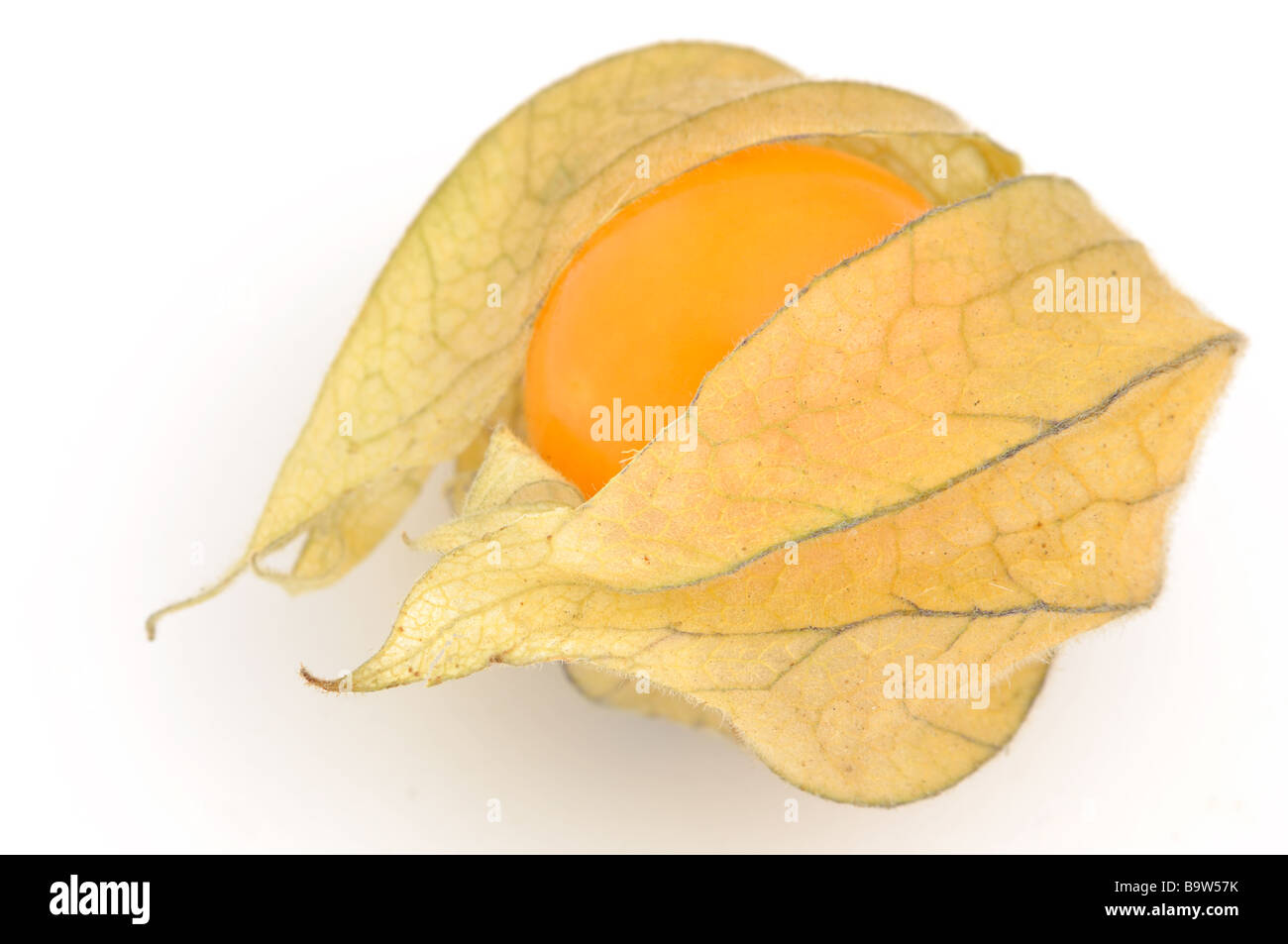 Physalis isolated on white background Stock Photo - Alamy