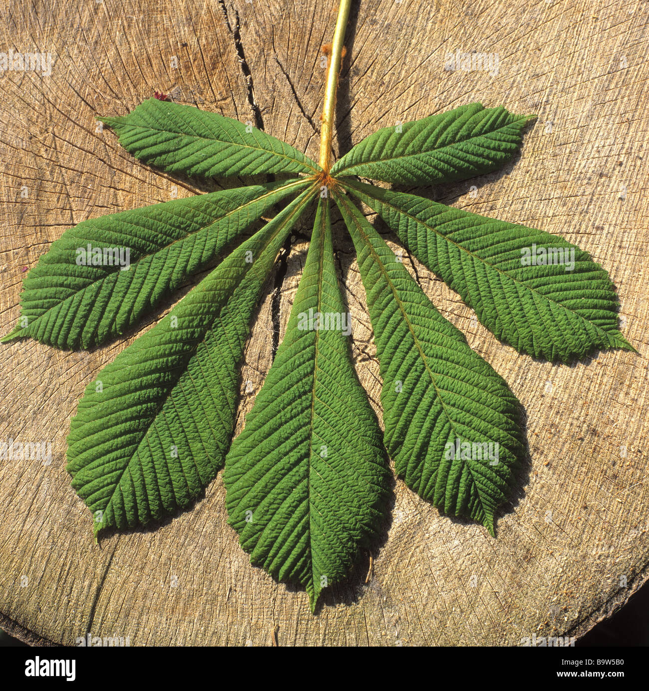 Steed spanish chestnut tree hi-res stock photography and images - Alamy