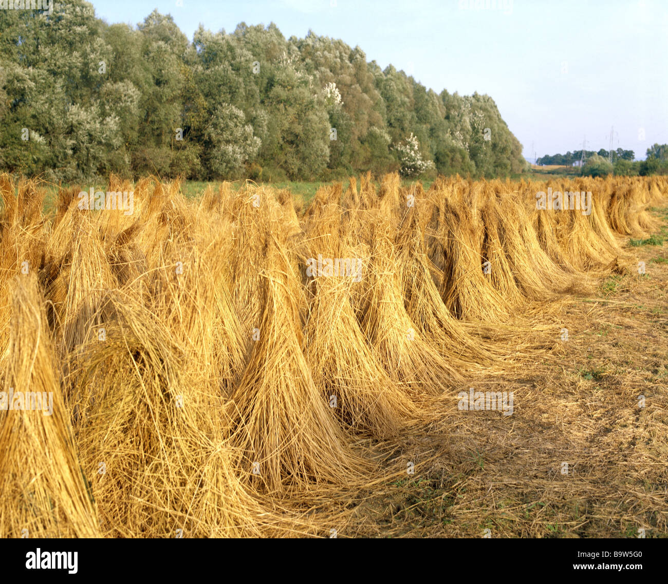 Sheaves of flax hi-res stock photography and images - Alamy