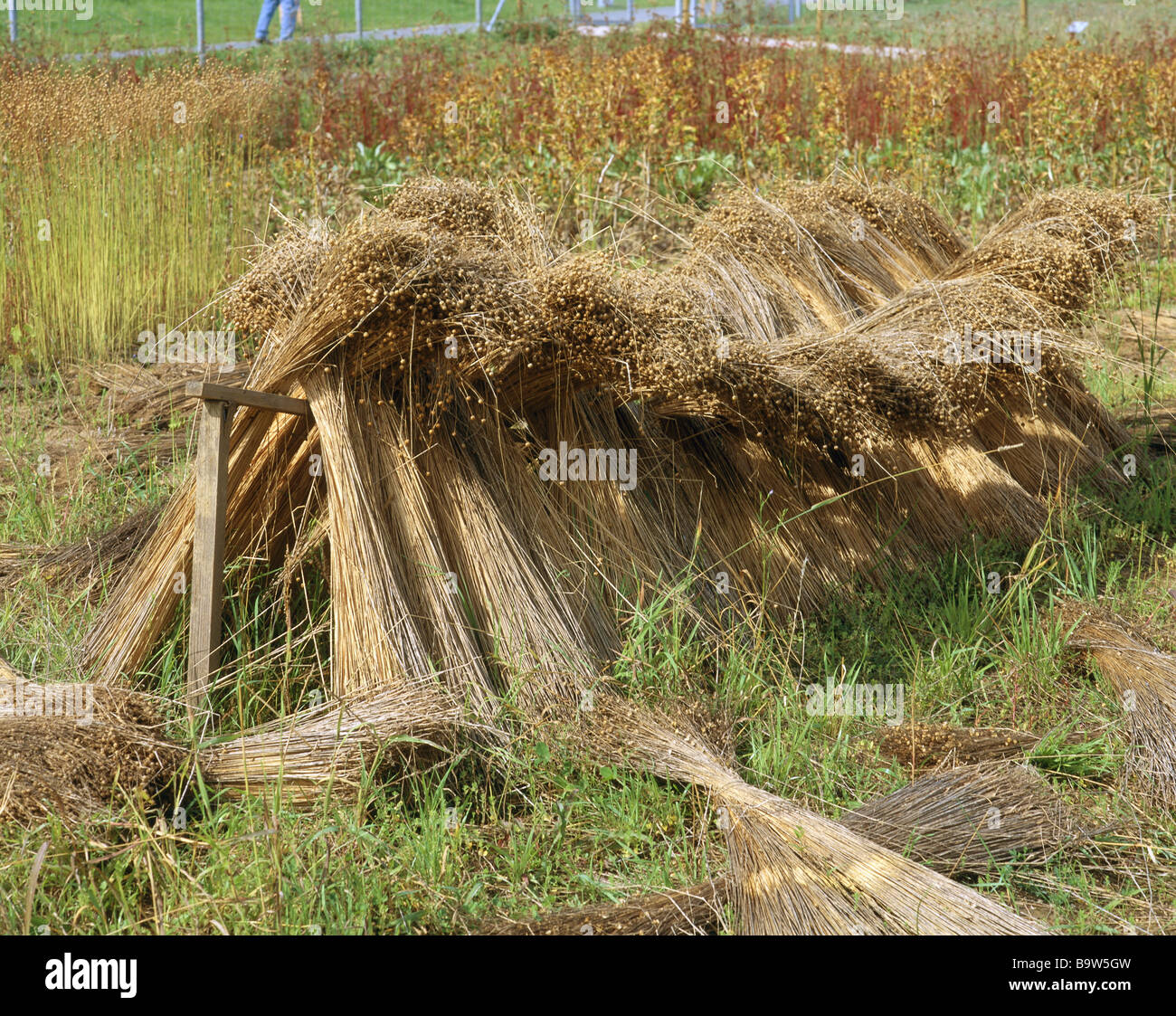 Sheaves of flax hi-res stock photography and images - Alamy