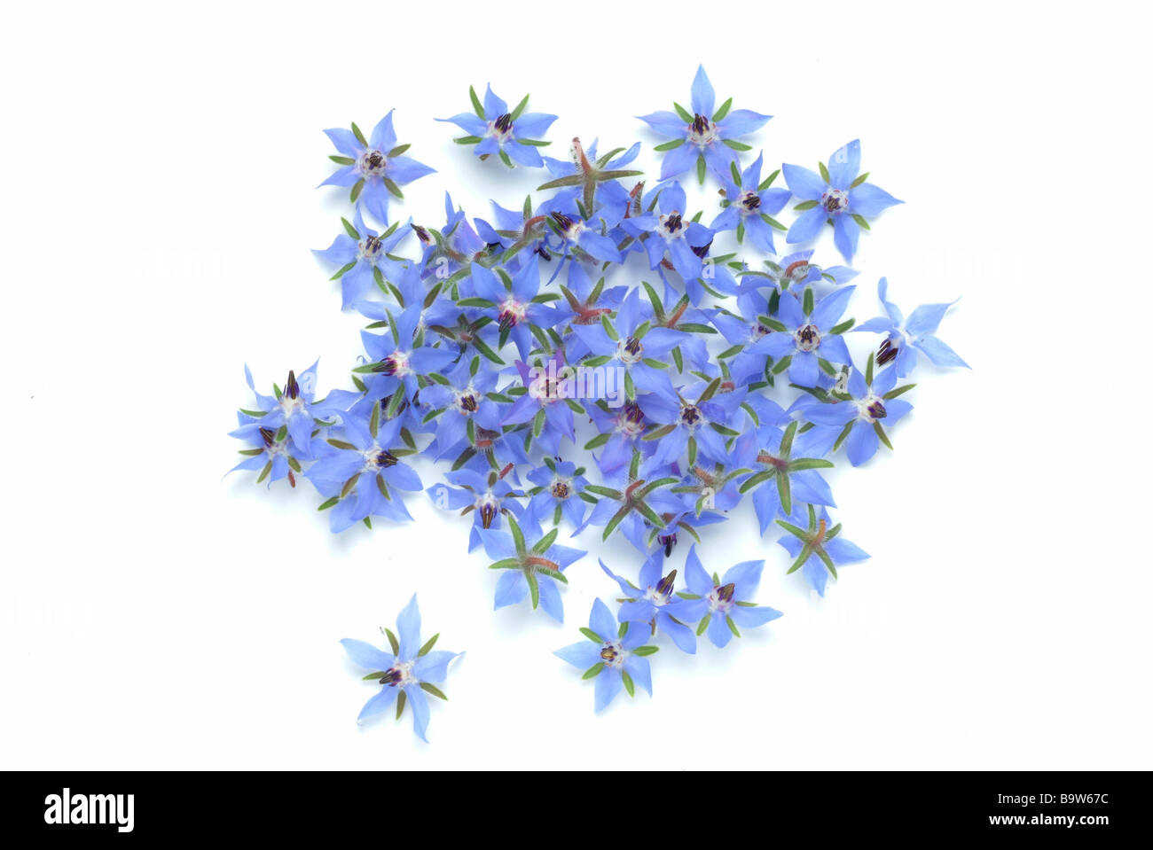 Medicinal plant Borretsch Borage Borago officinalis Stock Photo - Alamy