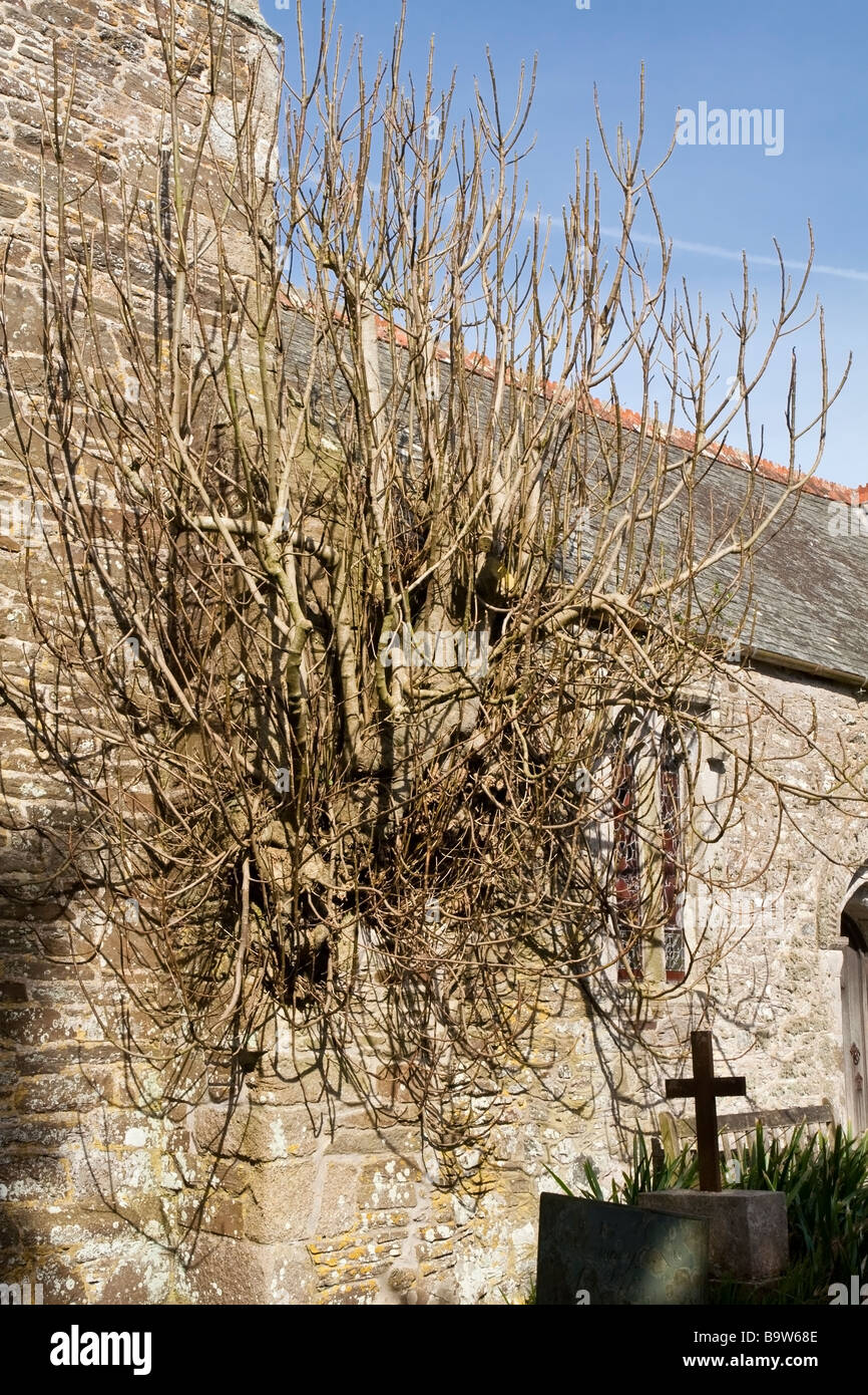 Fig tree growing out of the wall of Manaccan Church, Cornwall, UK Stock ...