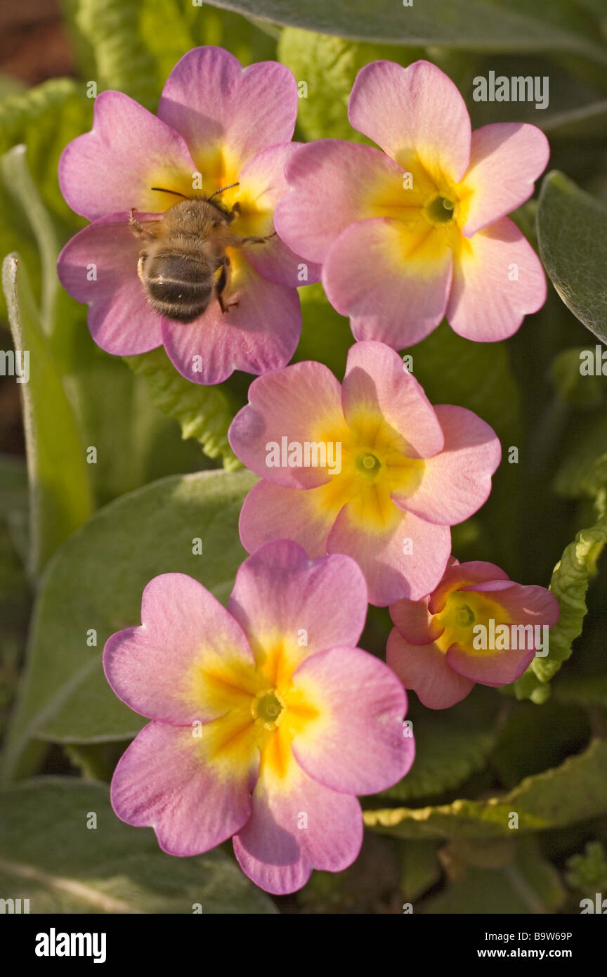 Bee panel hi-res stock photography and images - Alamy
