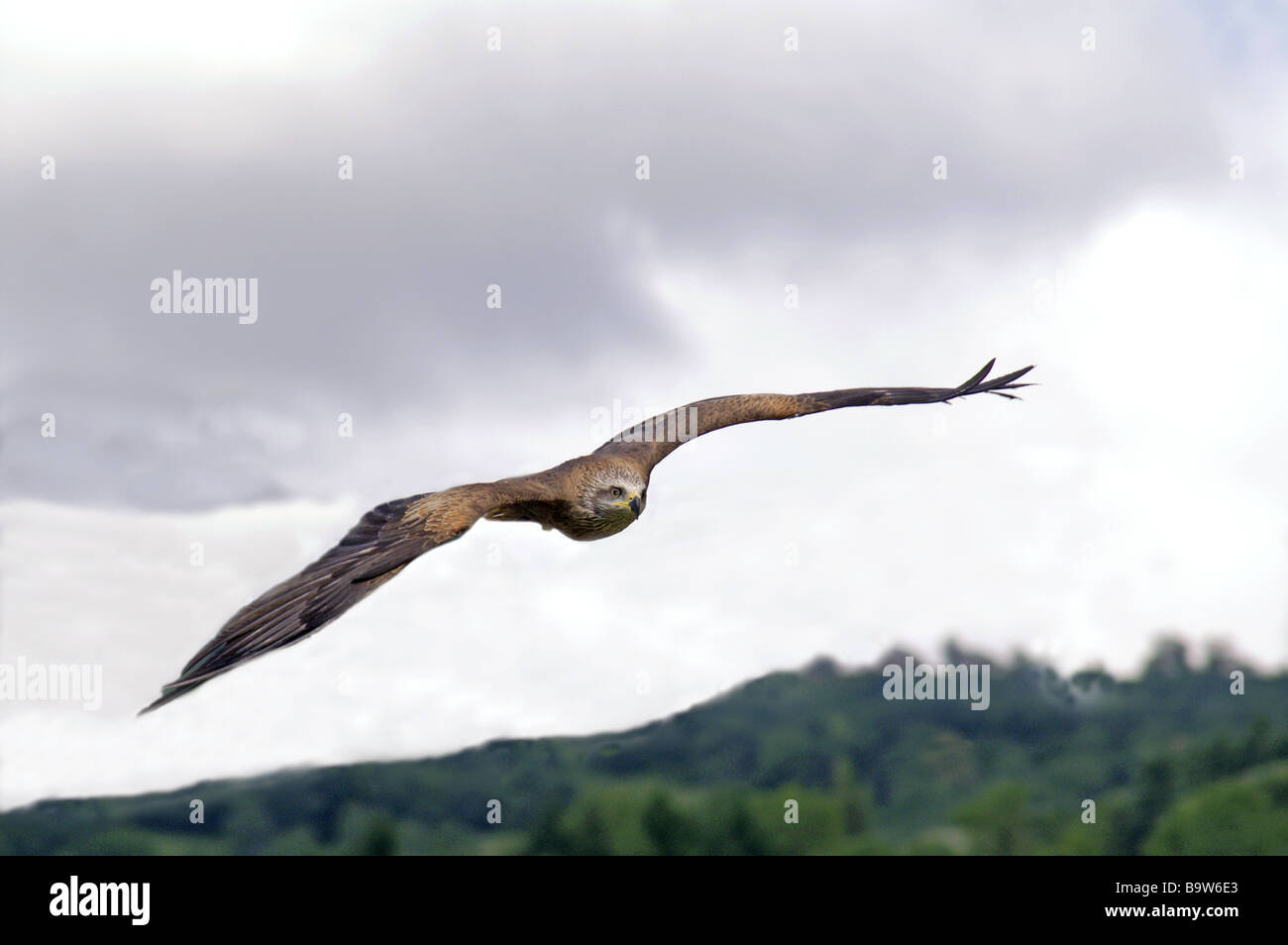 Black Kite in flight towards camera Stock Photo - Alamy