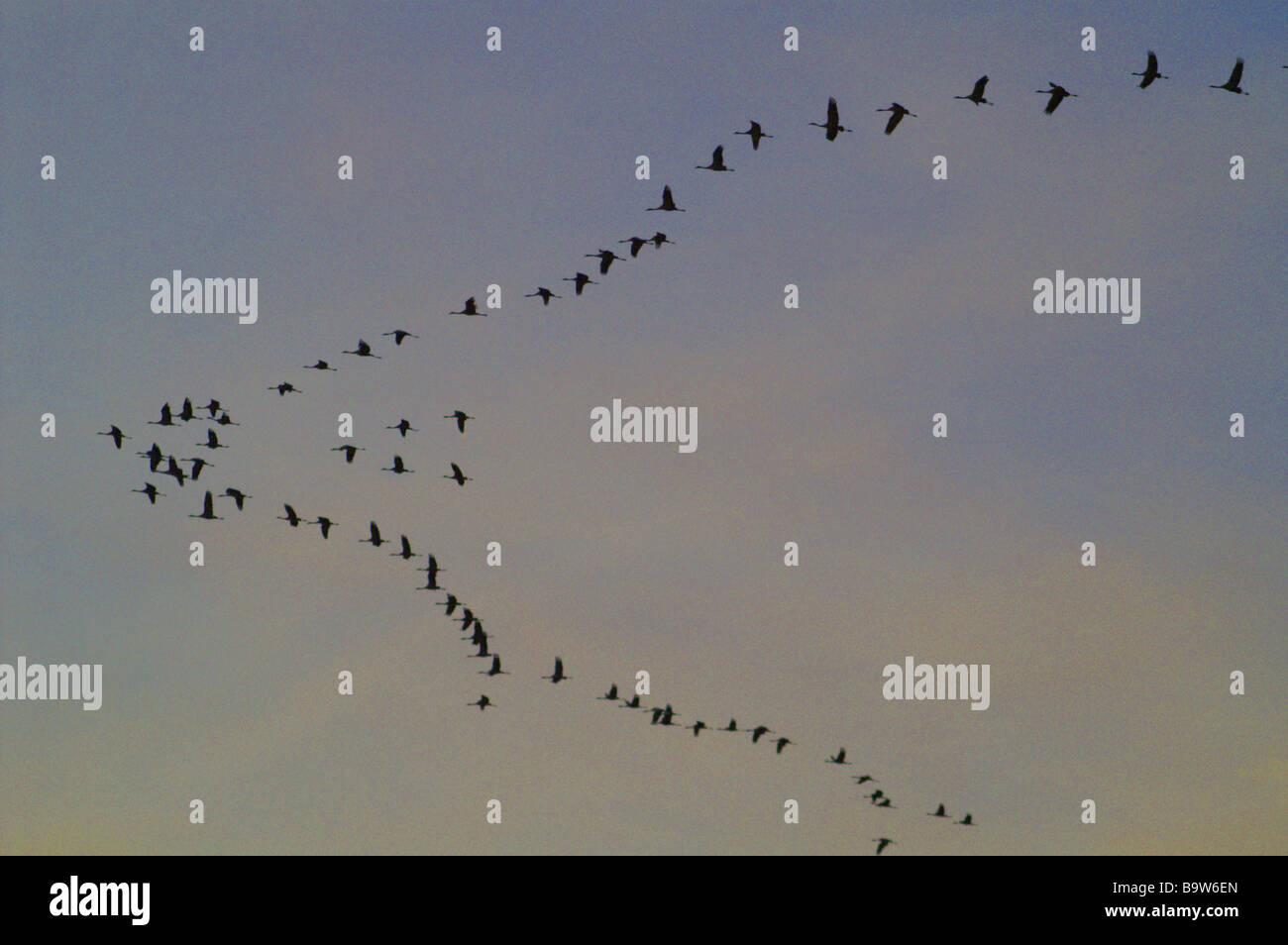 Common Crane 'Grus grus' Flock on migration. 66 birds flying in V ...