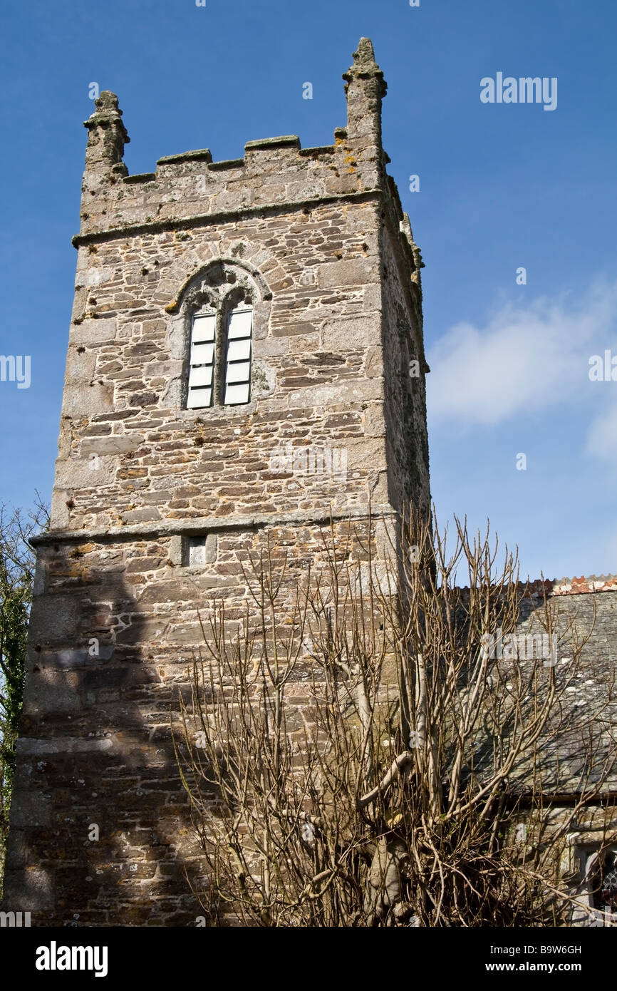 Fig tree growing out of the wall of Manaccan Church, Cornwall, UK Stock ...