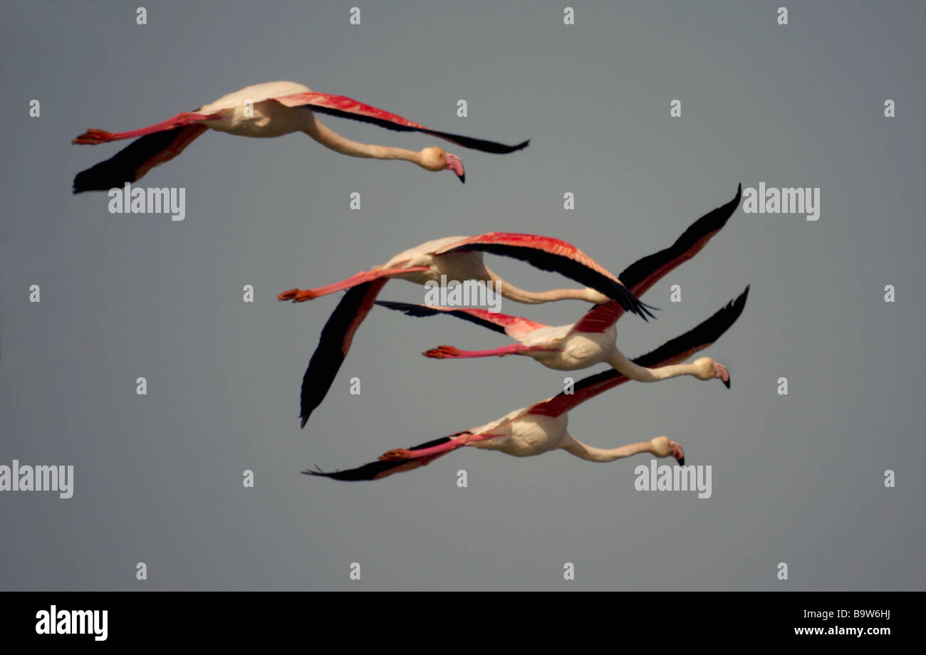Flamingos of the western palearctic hi-res stock photography and images ...