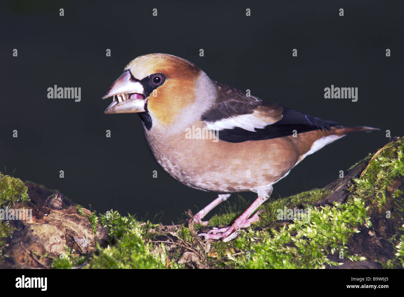 Male Hawfinch (C.coccothraustes) eating sunflower seed Stock Photo - Alamy