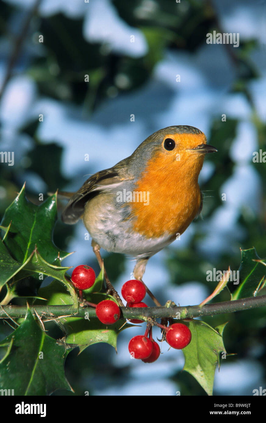 Little Red Robin Holly