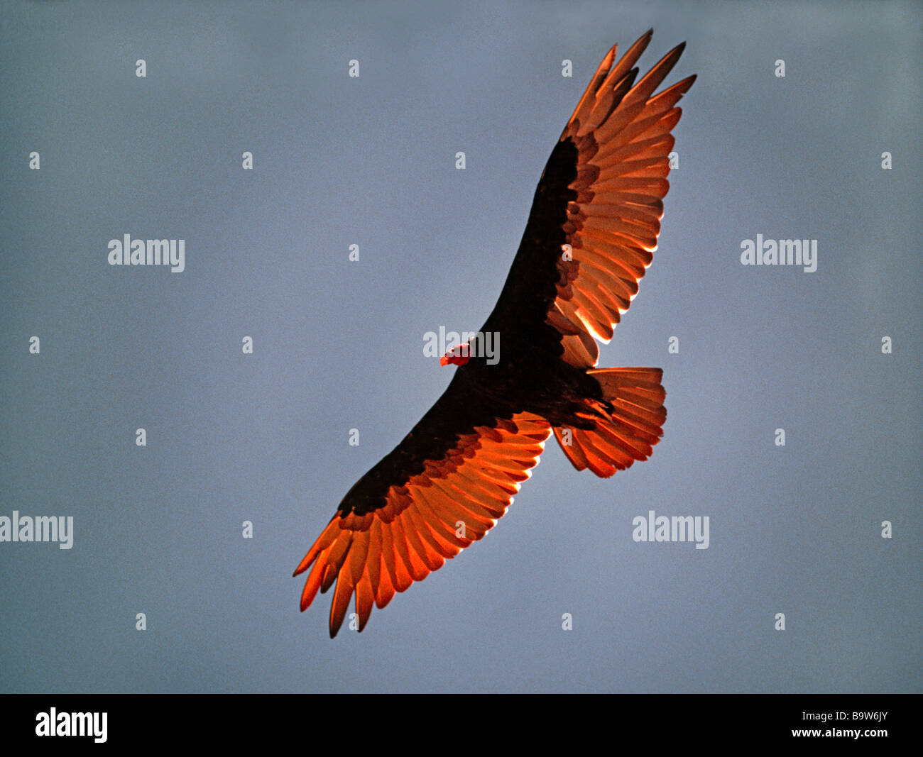 Turkey Vulture in flight virtually overhead.Sun shining through the ...
