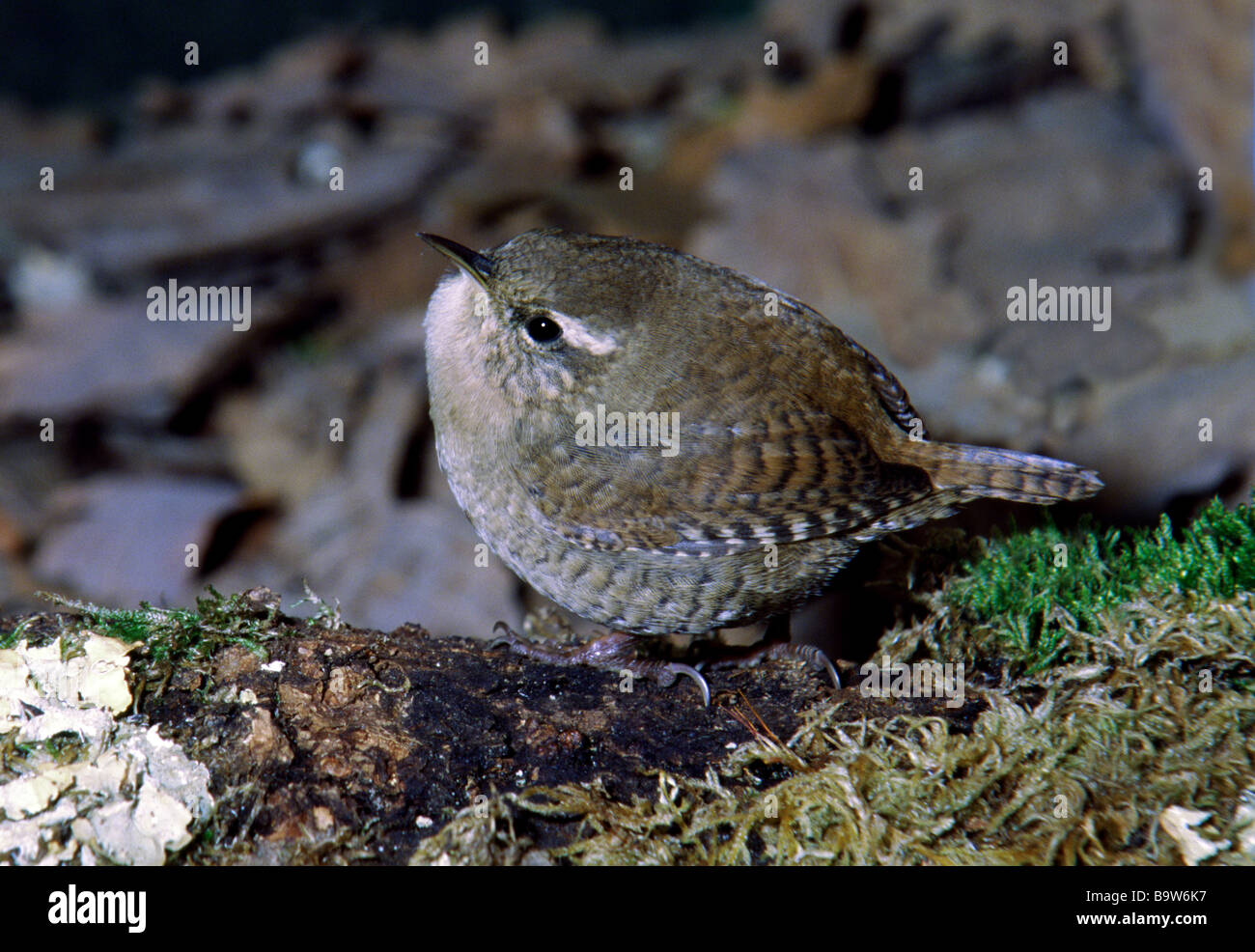 Wrens of the world hi-res stock photography and images - Alamy