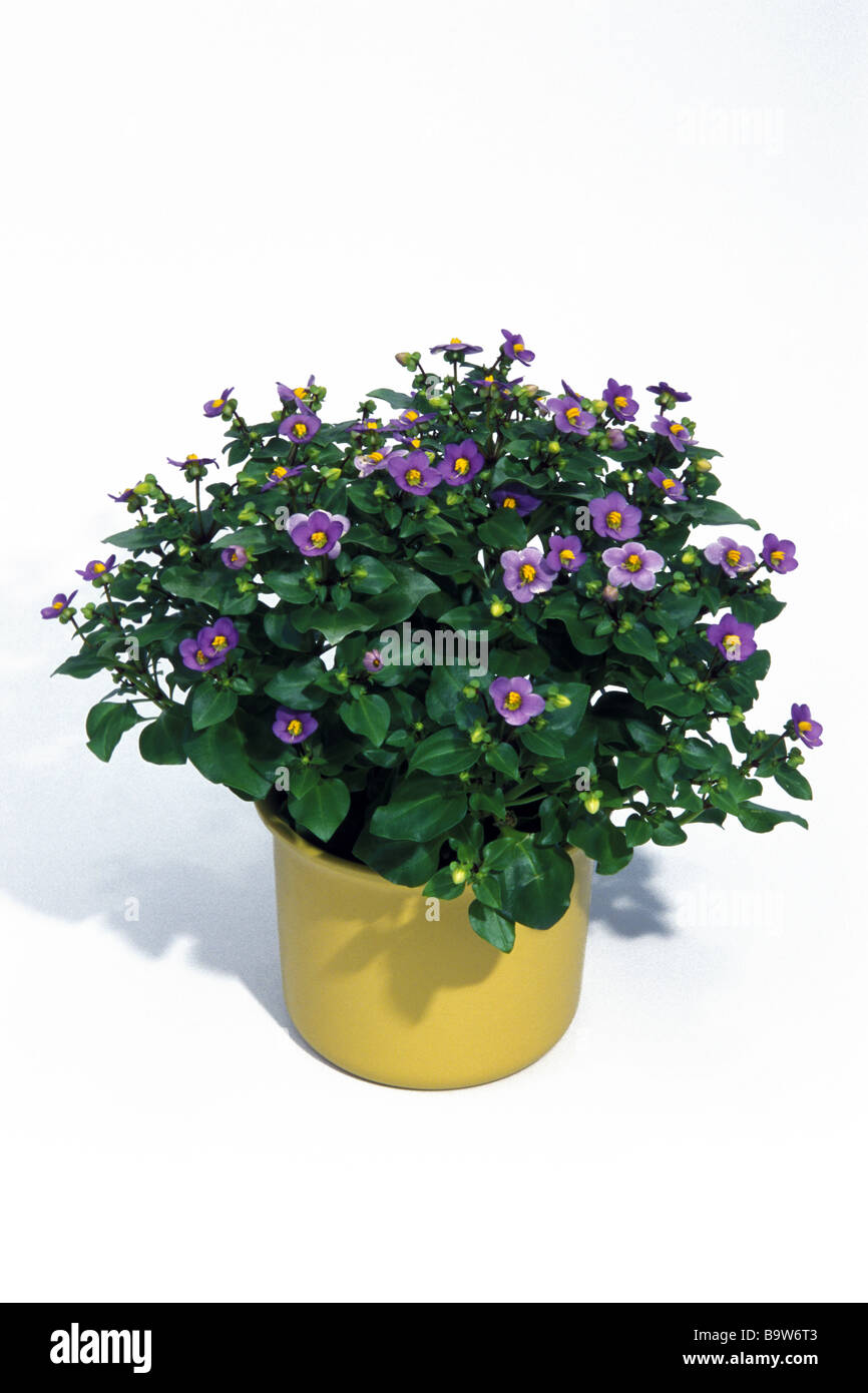 Persian Violet Exacum Affine High Resolution Stock Photography and ...