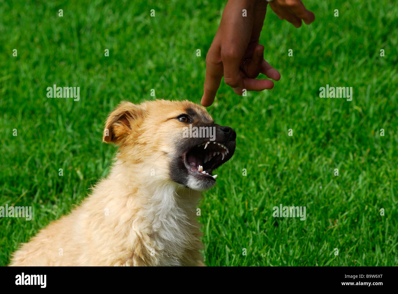 dangerous dog baby Stock Photo - Alamy