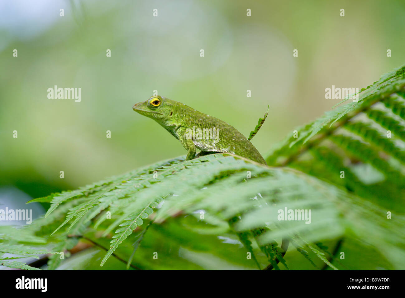 A green tree lizard sitting on a fern in the Tenorio National Park in ...
