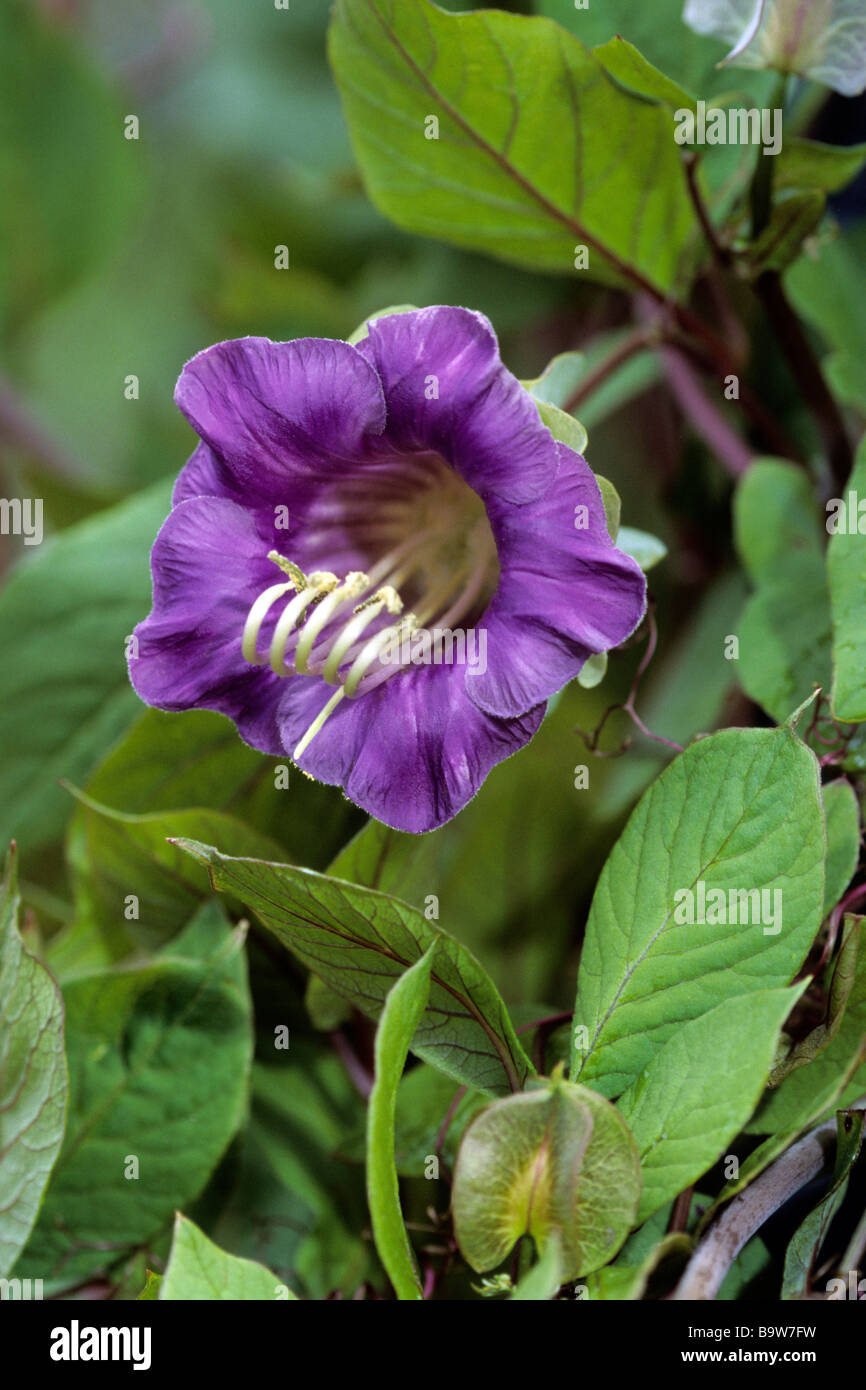 Cup and saucer vine hi-res stock photography and images - Alamy