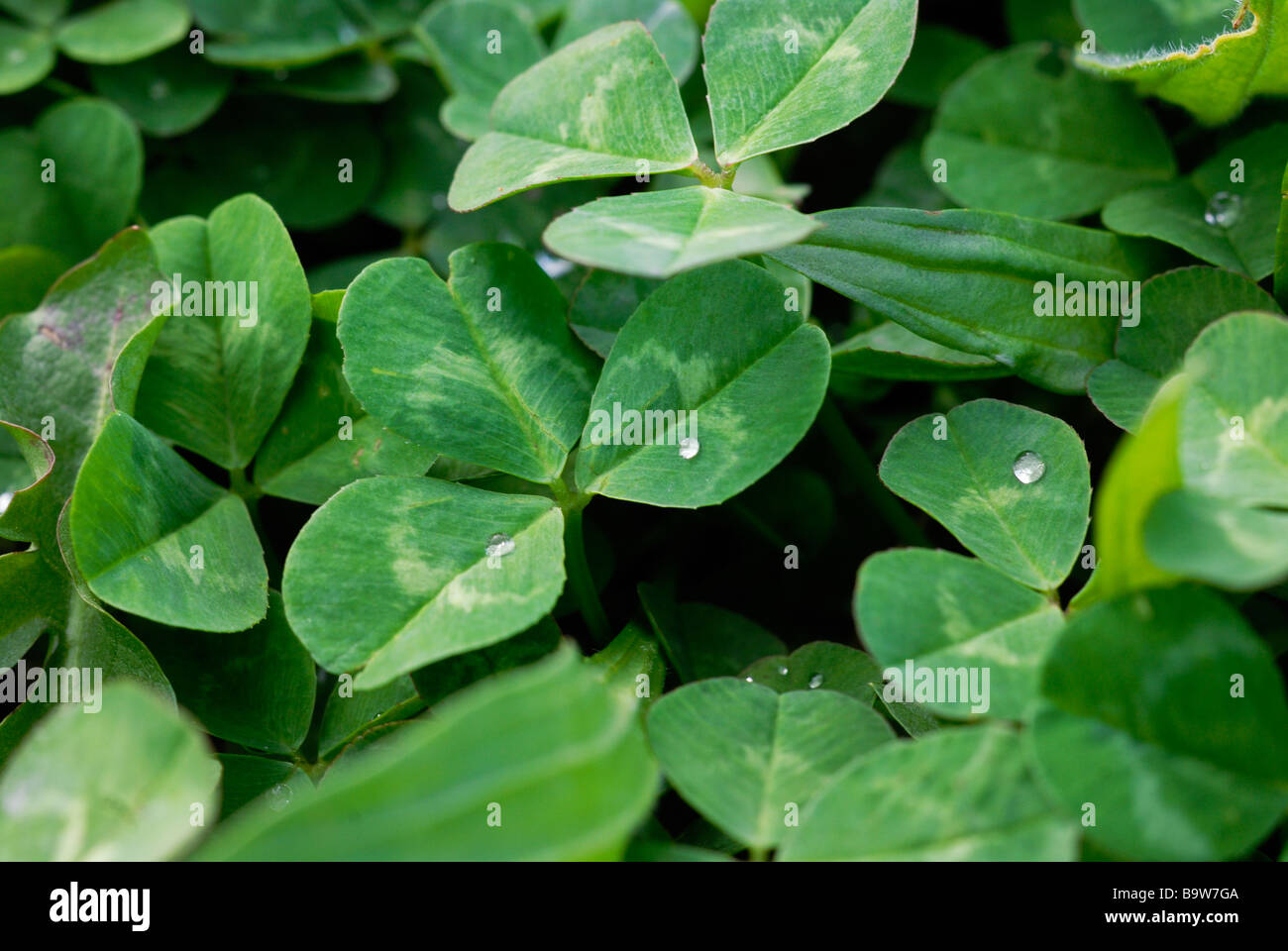 Patch of clover Stock Photo - Alamy