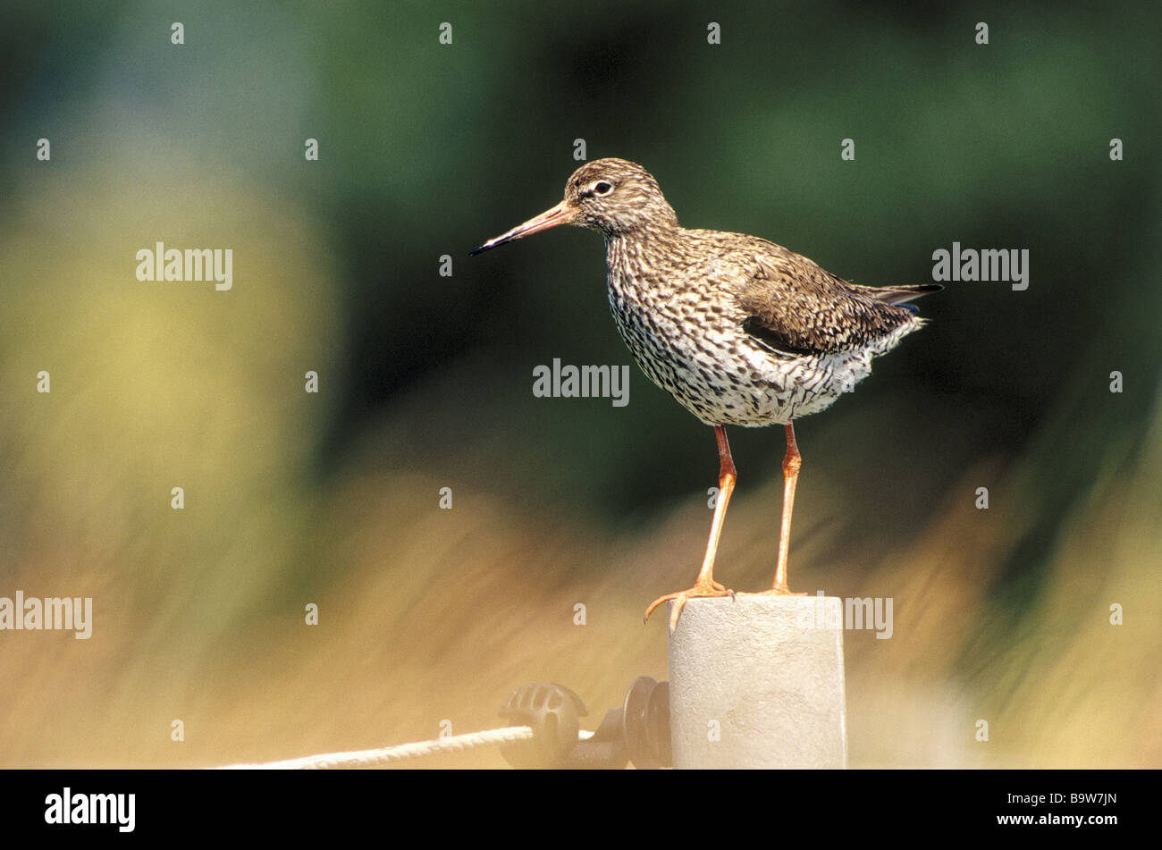 Dead snipe hi-res stock photography and images - Alamy