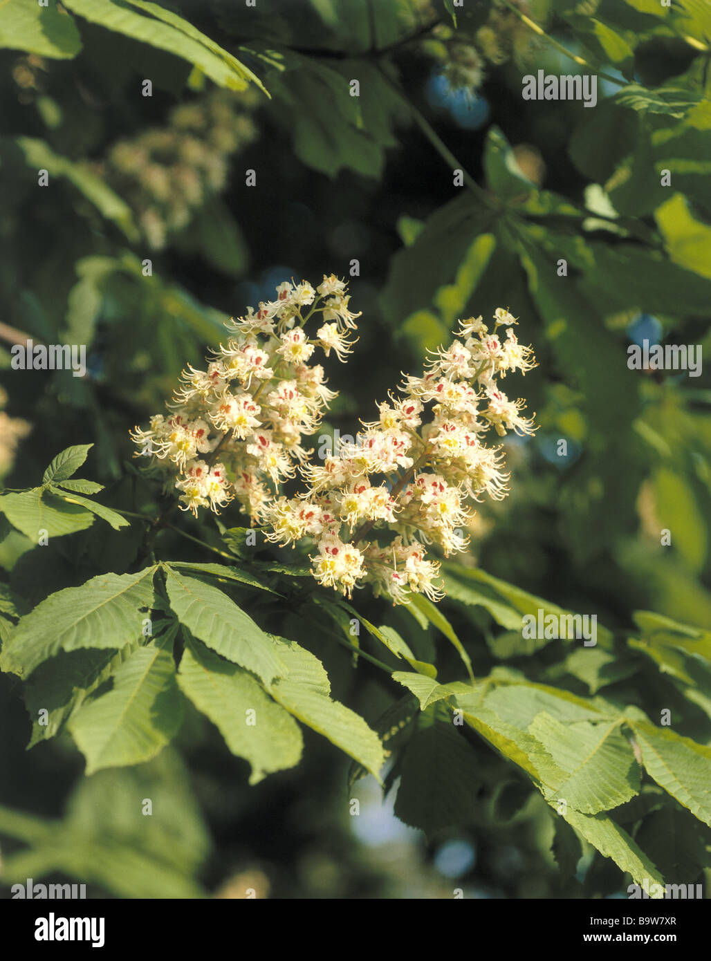 Steed spanish chestnut tree hi-res stock photography and images - Alamy