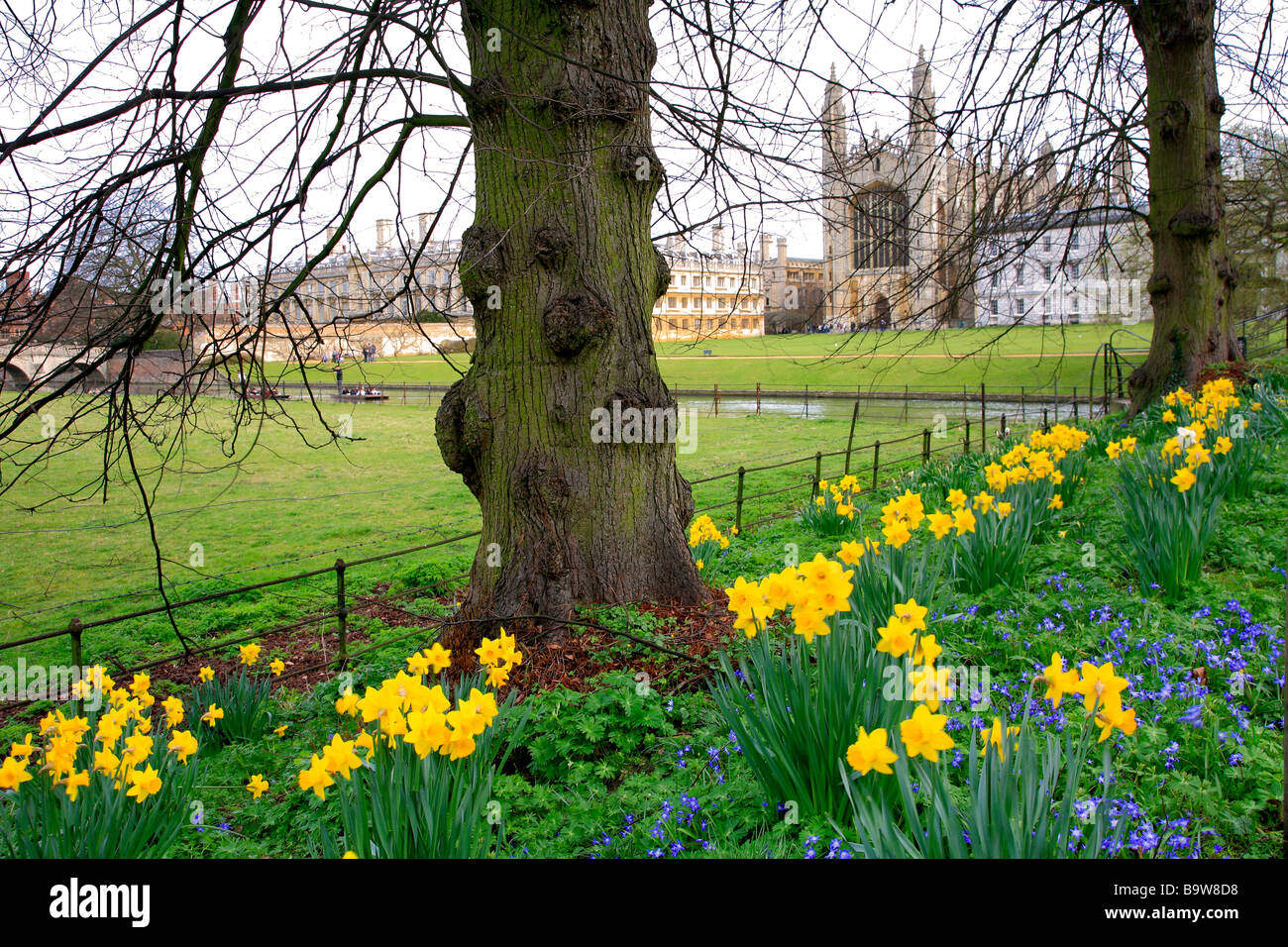 Spring Daffodils Kings College Cambridge The backs river Cam Cambridge ...