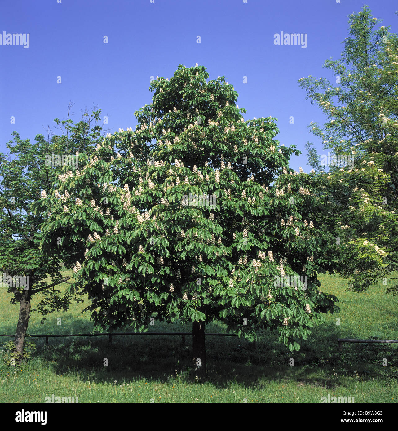 Steed spanish chestnut tree hi-res stock photography and images - Alamy