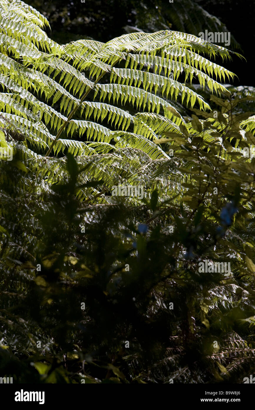 The most isolated tree in the world hi-res stock photography and images ...