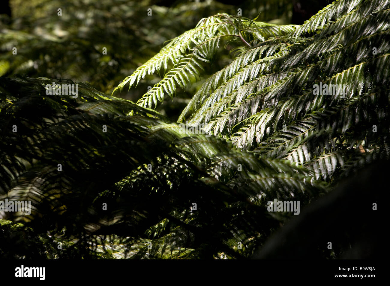 New zealand tree leaves hi-res stock photography and images - Alamy
