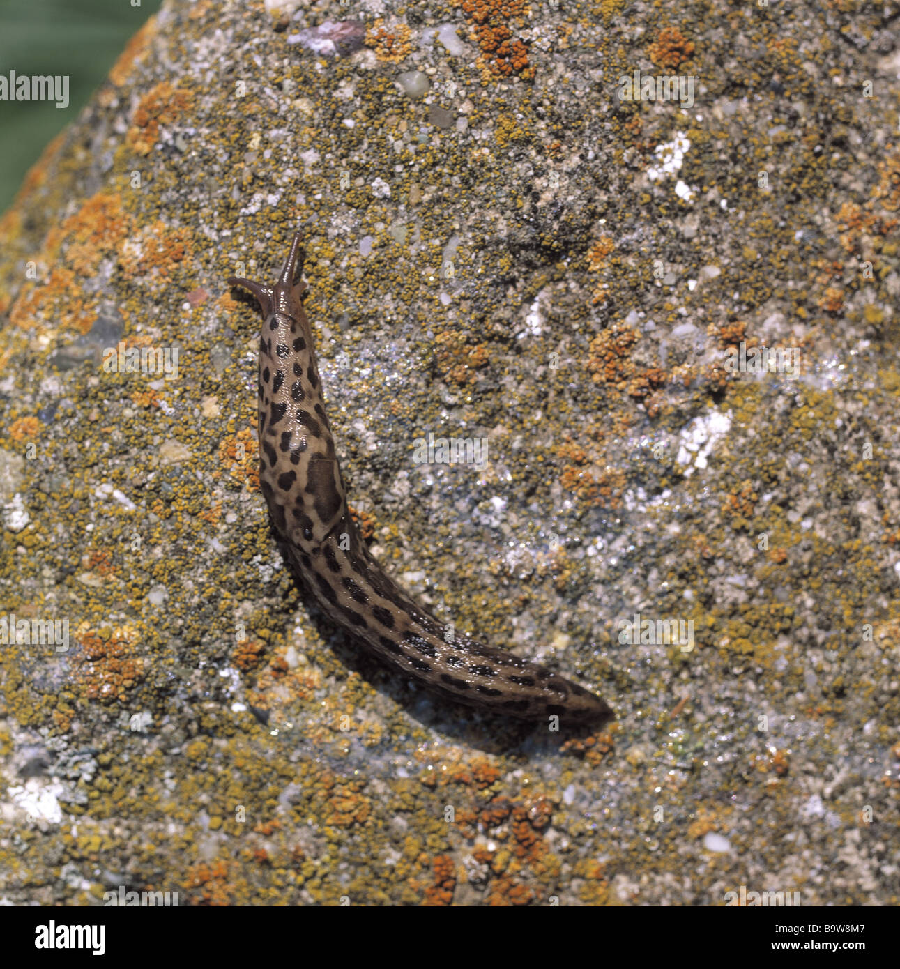 Maxi mash hi-res stock photography and images - Alamy