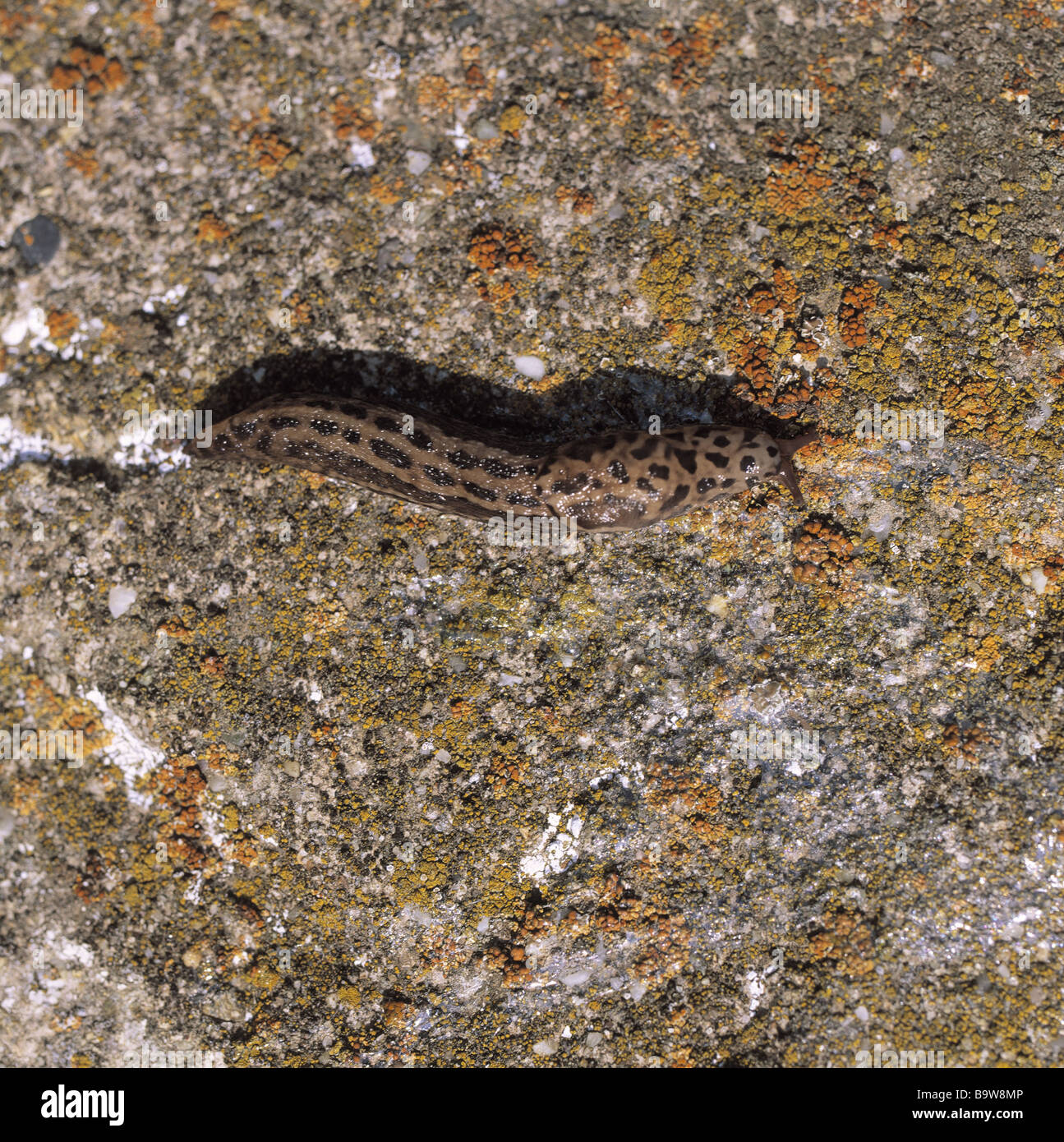 Tigerschnegel hi-res stock photography and images - Alamy