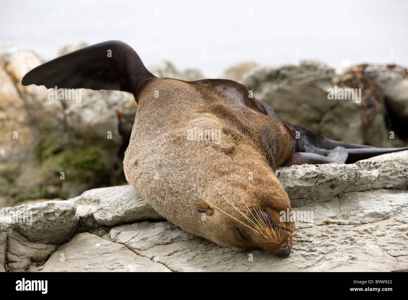 Sea lion on the rocks Stock Photo - Alamy