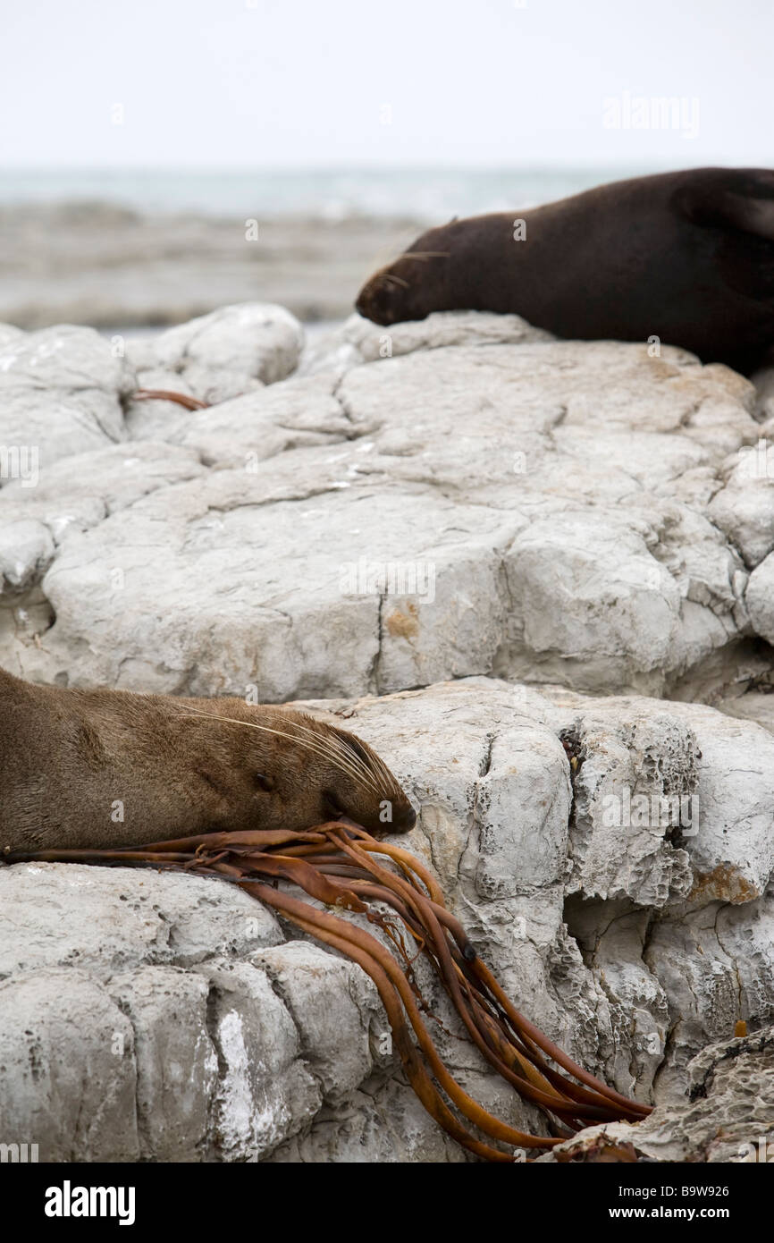 Sea lion on the rocks Stock Photo - Alamy