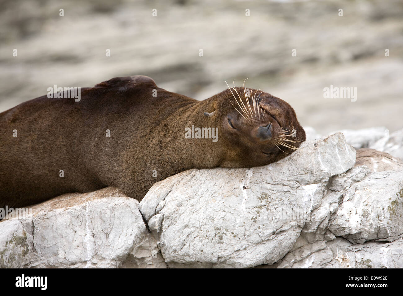 Sea lion on the rocks Stock Photo - Alamy